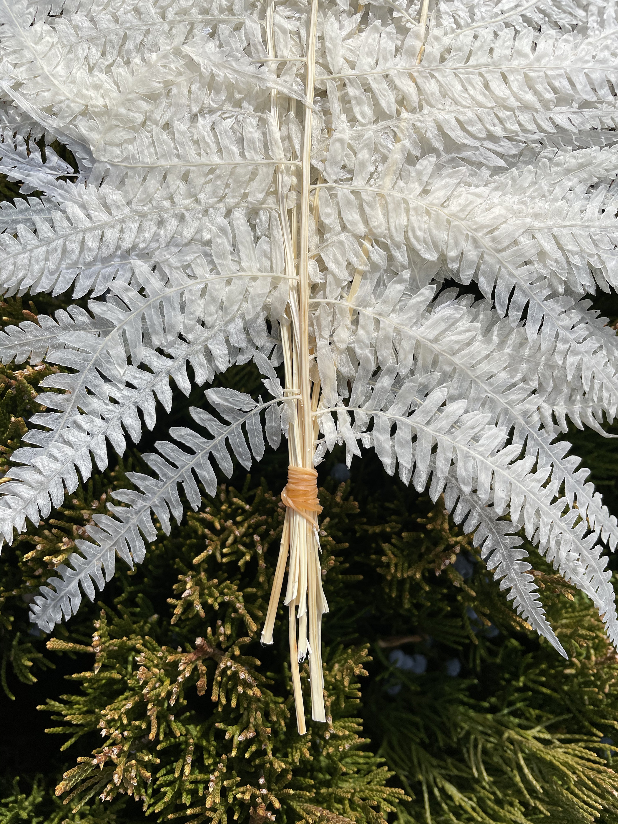 White Long Ferns Qty 10 Dried Flower Fern Wedding Decor Floral ...