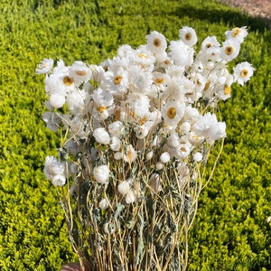 White Rodanthe Bunch Daisy White Dried Flower Sunray Daisy Dry Flower ...
