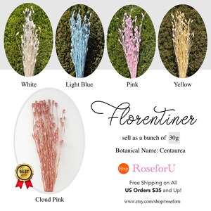 White Florentiner Dried Flower 30g Flowers Decor DIY Floral Arrangement ...