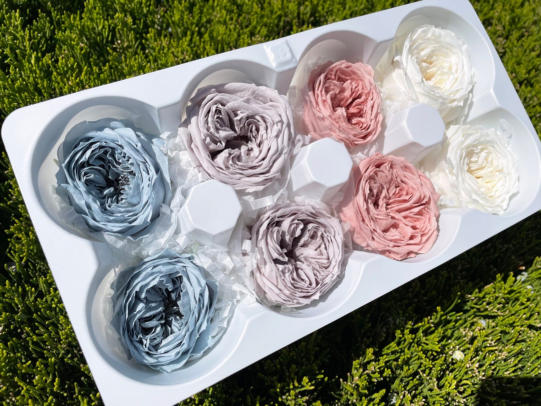 8 Rose Temari Color Assort Preserved Roses Wedding Roses - Etsy
