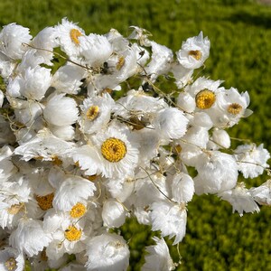 White Rodanthe Bunch Daisy White Dried Flower Sunray Daisy Dry Flower ...