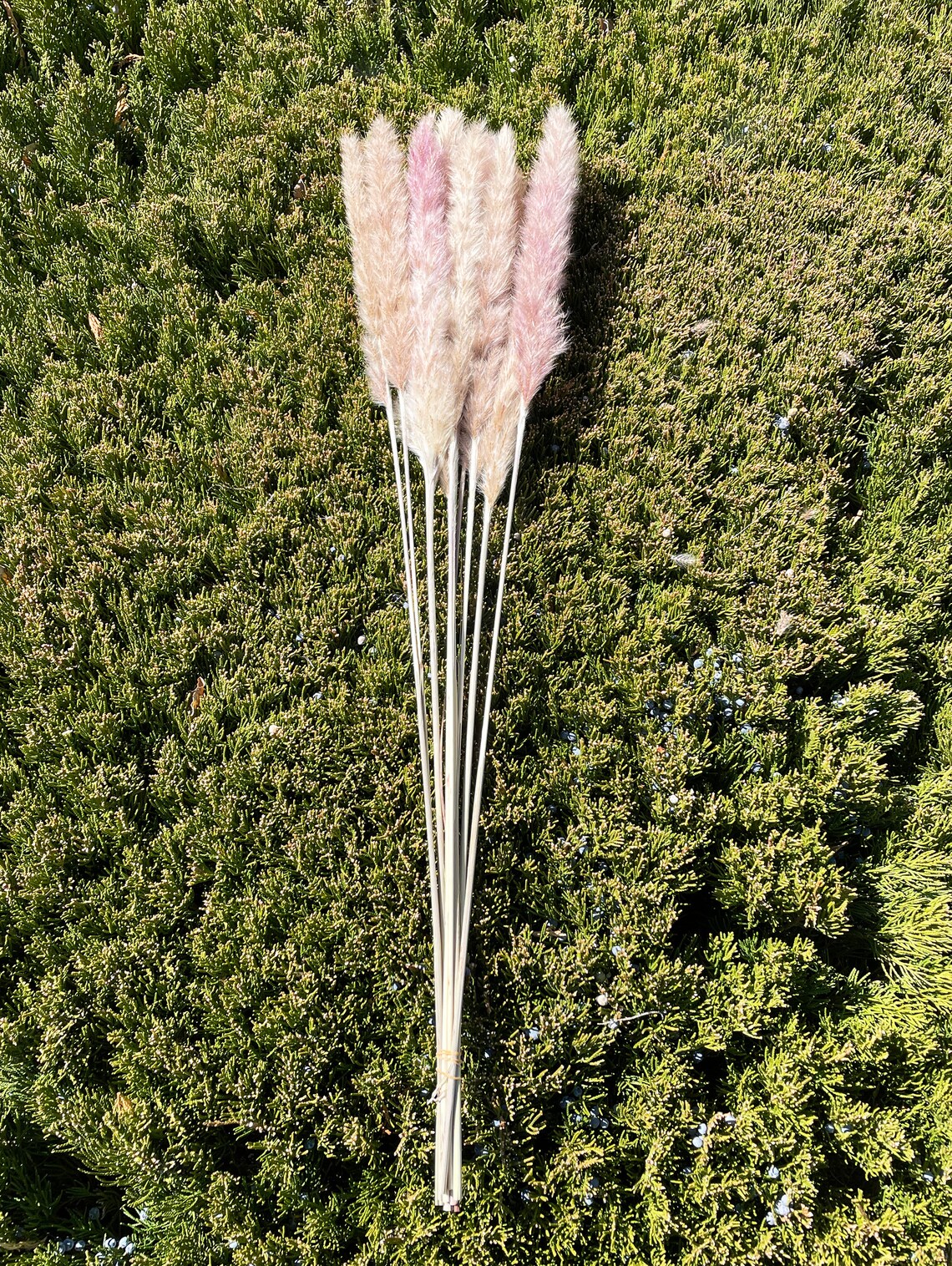 Tail Reeds DIY Floral Arrangements Dried Flowers Wedding - Etsy