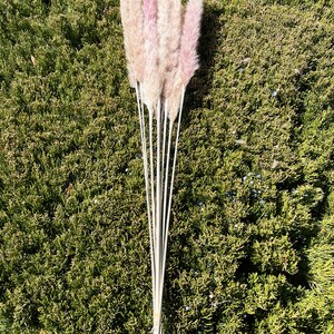 Tail Reeds, DIY Floral Arrangements, Dried Flowers, Wedding Decor, Home ...