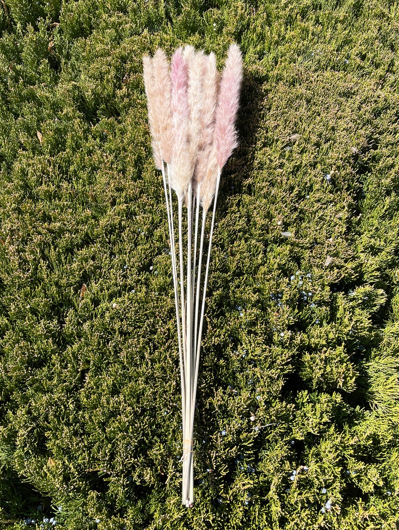 Tail Reeds DIY Floral Arrangements Dried Flowers Wedding - Etsy