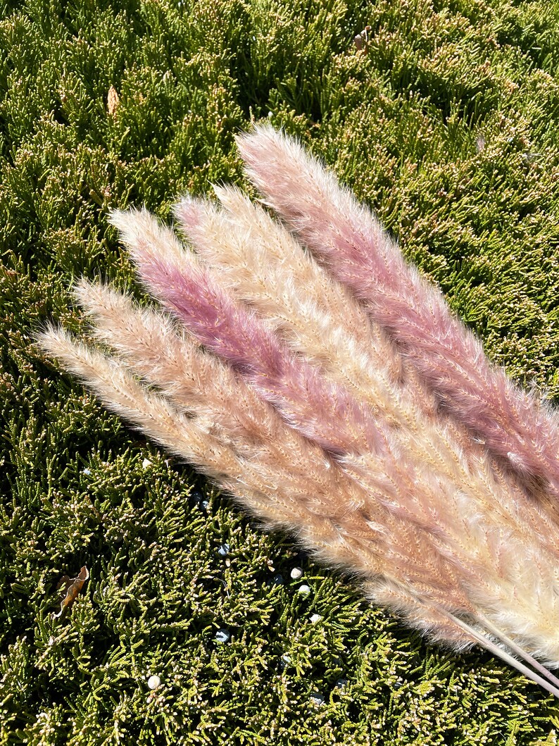 Tail Reeds, DIY Floral Arrangements, Dried Flowers, Wedding Decor, Home ...
