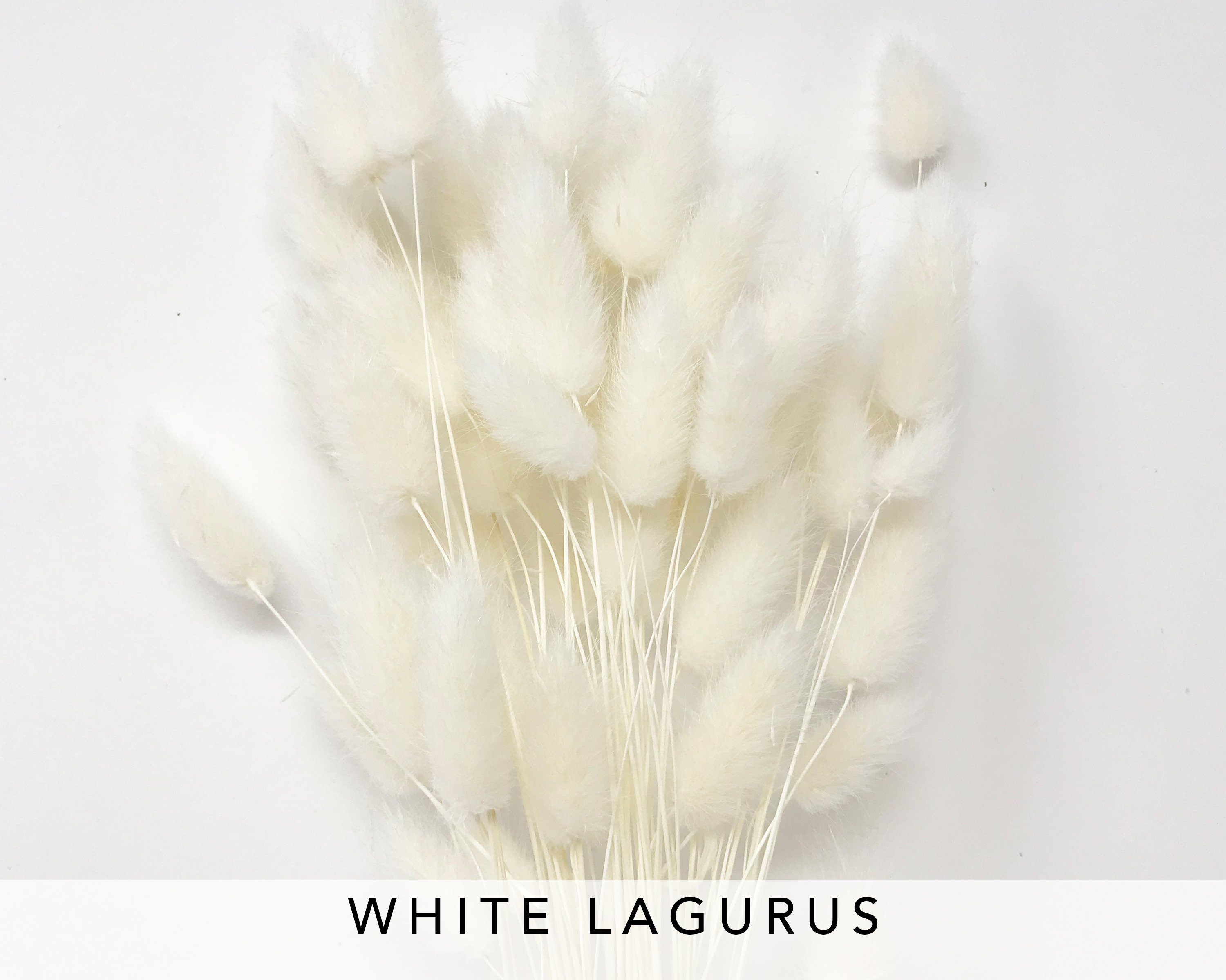 Bunny Tails / White Lagurus 15g Dried Flowers Floral | Etsy