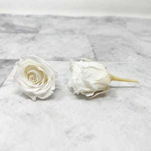 Pure White Qty 24 Vivian Rose Preserved Rose White Rose Dried Preserved ...