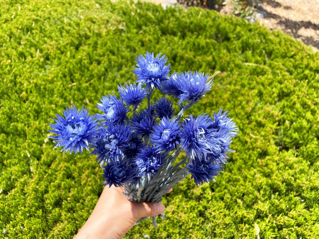 Cobalt Blue Silver Daisy Dried Flower Blue Floral Arrangement Blue Home ...