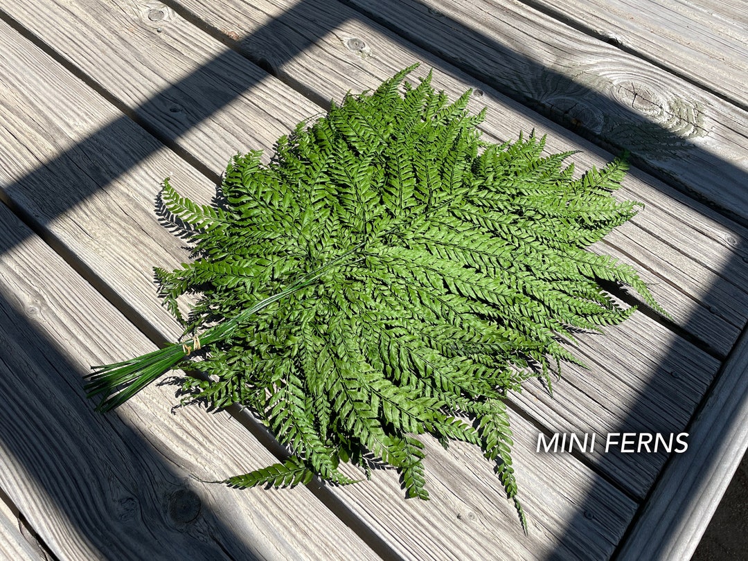 Mini Ferns Green Dried Flower Green Floral Arrangement Wedding Decor ...