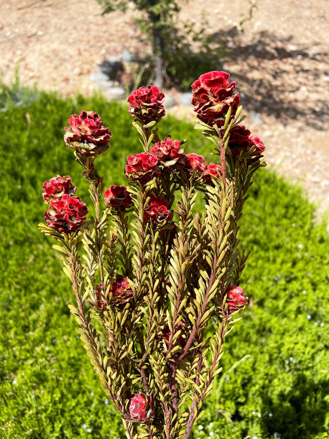 Red Tortum Female Red Flower Arrangement Dried Boutonniere DIY Home ...