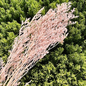 Caspia PINK BEIGE Floral Arrangement Dried Flower Gift Pink Dry Flower ...