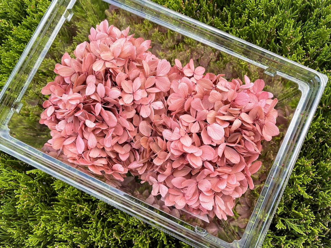 Natural Pink Peegee Hydrangea Wedding Flower Home Decor Pink Floral ...