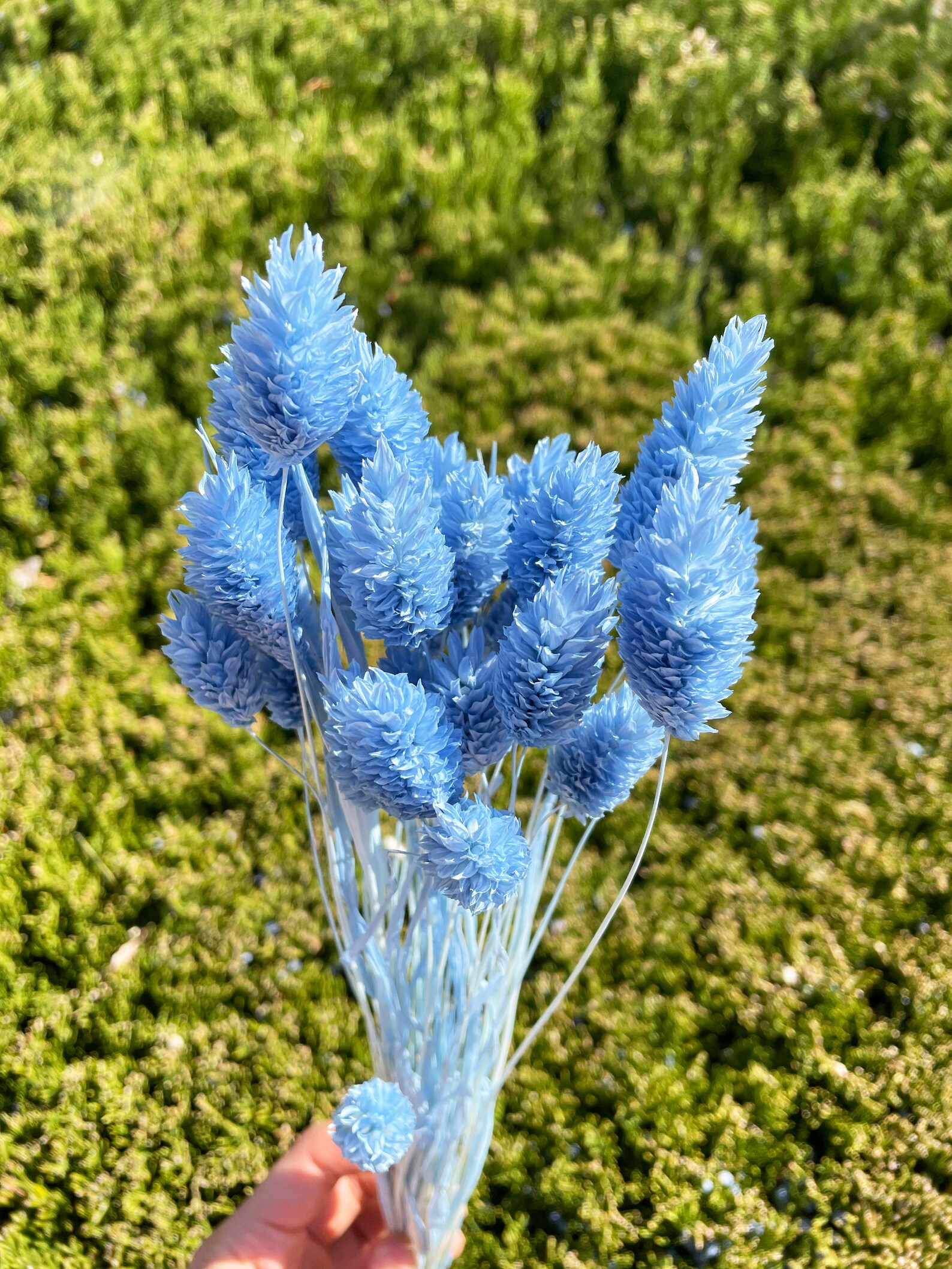 Water Blue Color Dried Phalaris Grass Dried Flowers for - Etsy