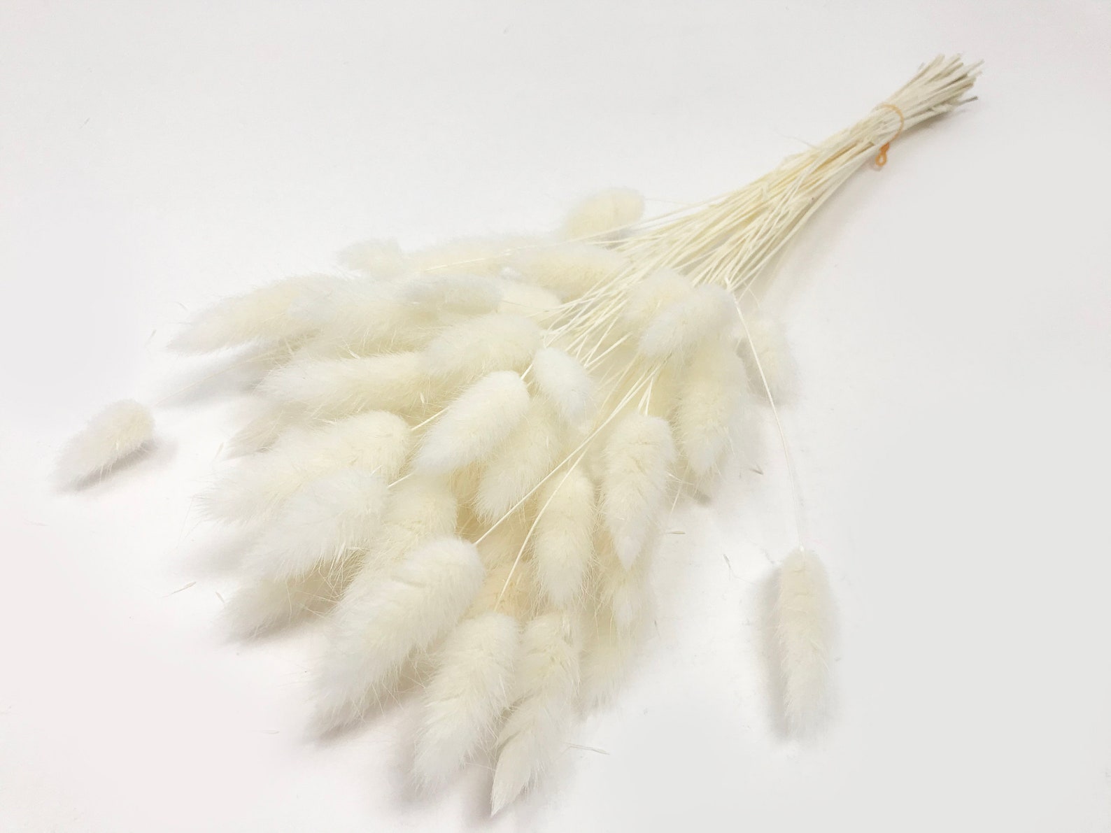 Bunny Tails / White Lagurus 15g Dried Flowers Floral - Etsy