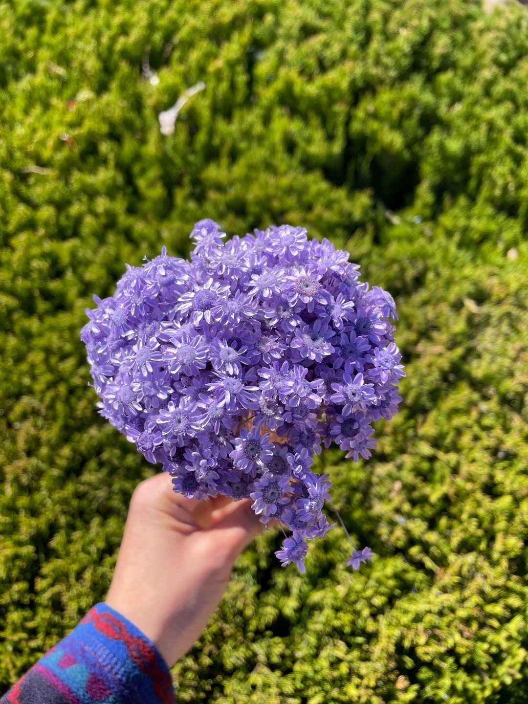 Light Purple Star Flower Dry Purple Dried Flower Lavender Wedding ...