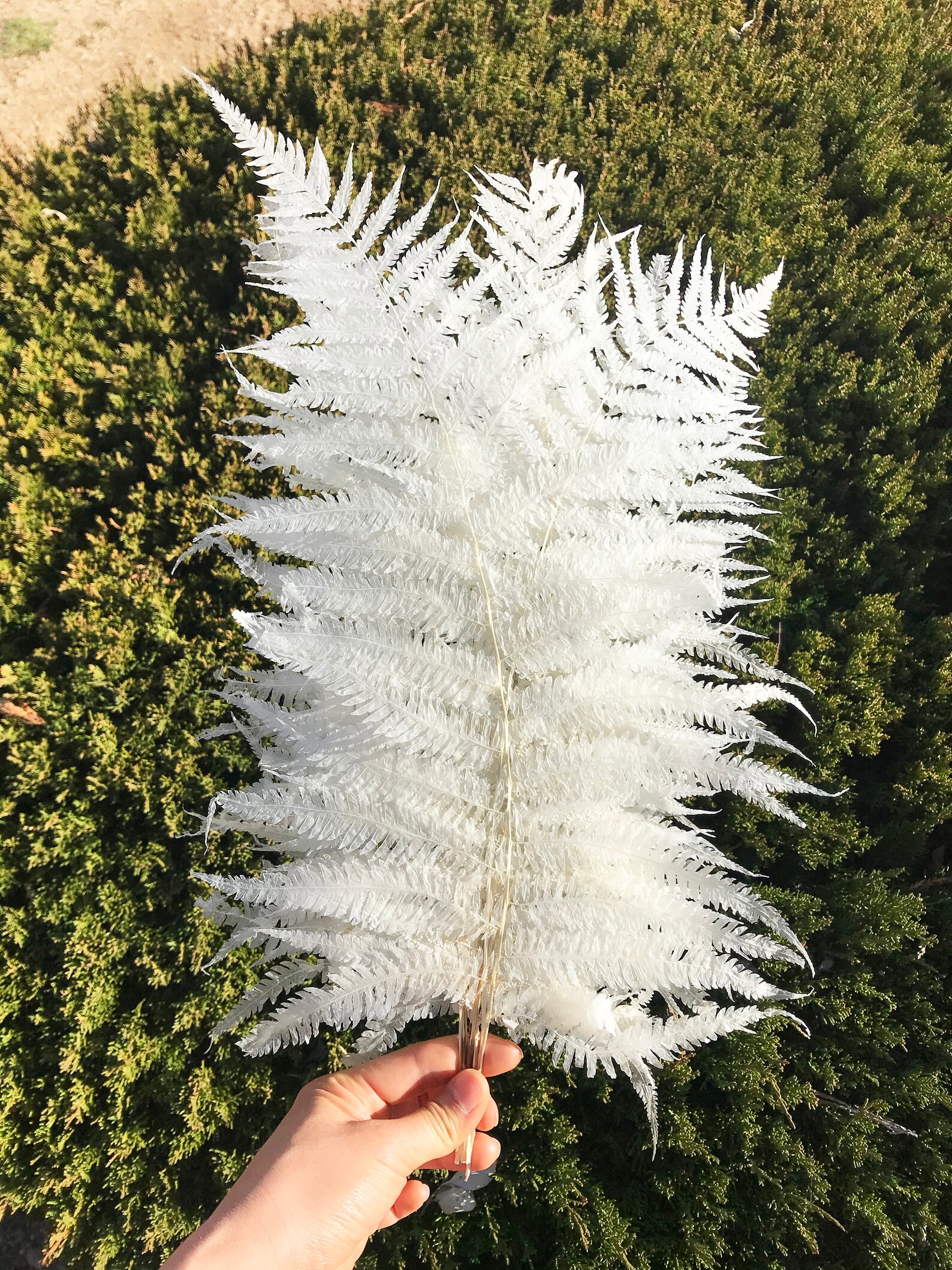 White Long Ferns Qty 10 Dried Flower Fern Wedding Decor Floral ...