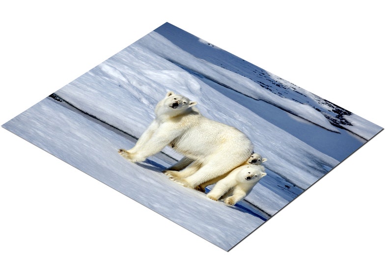 Laminated Placemat Polar Bear A3 Size Washable Table Decor - Etsy