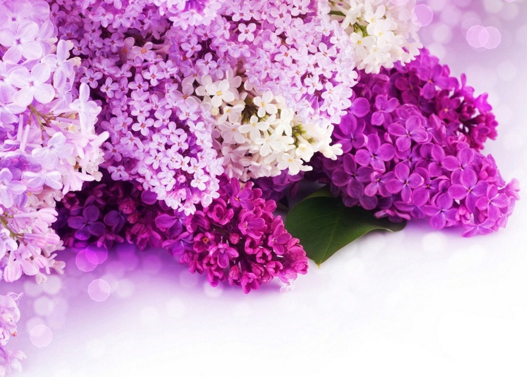 Plastic Placemat Bouquet of Lilacs - Etsy