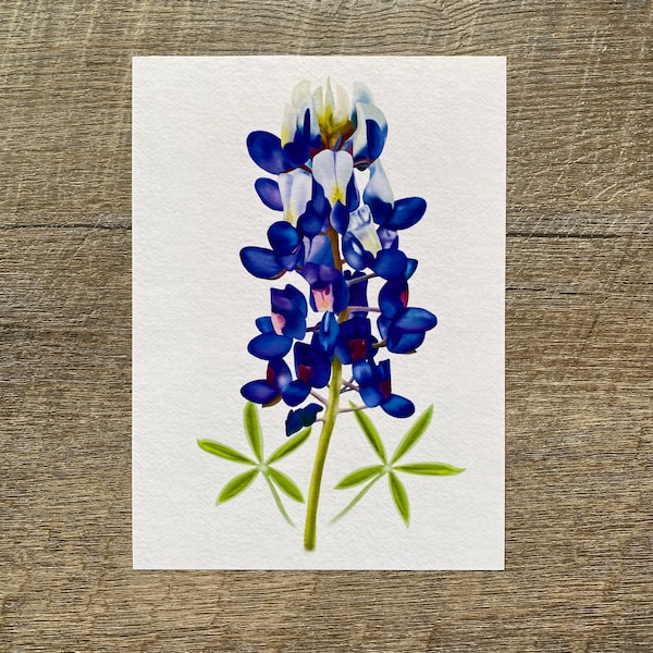 Bluebonnet Art - Etsy