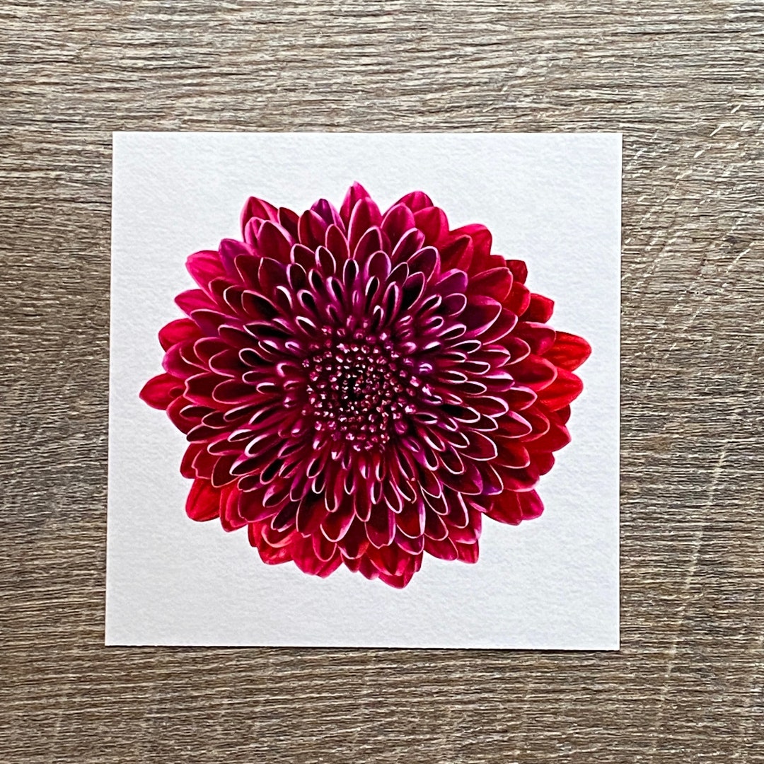 Mini Art Print, 4x4 Flower Art Print, Purple Euro Pom Art Print, Gift ...