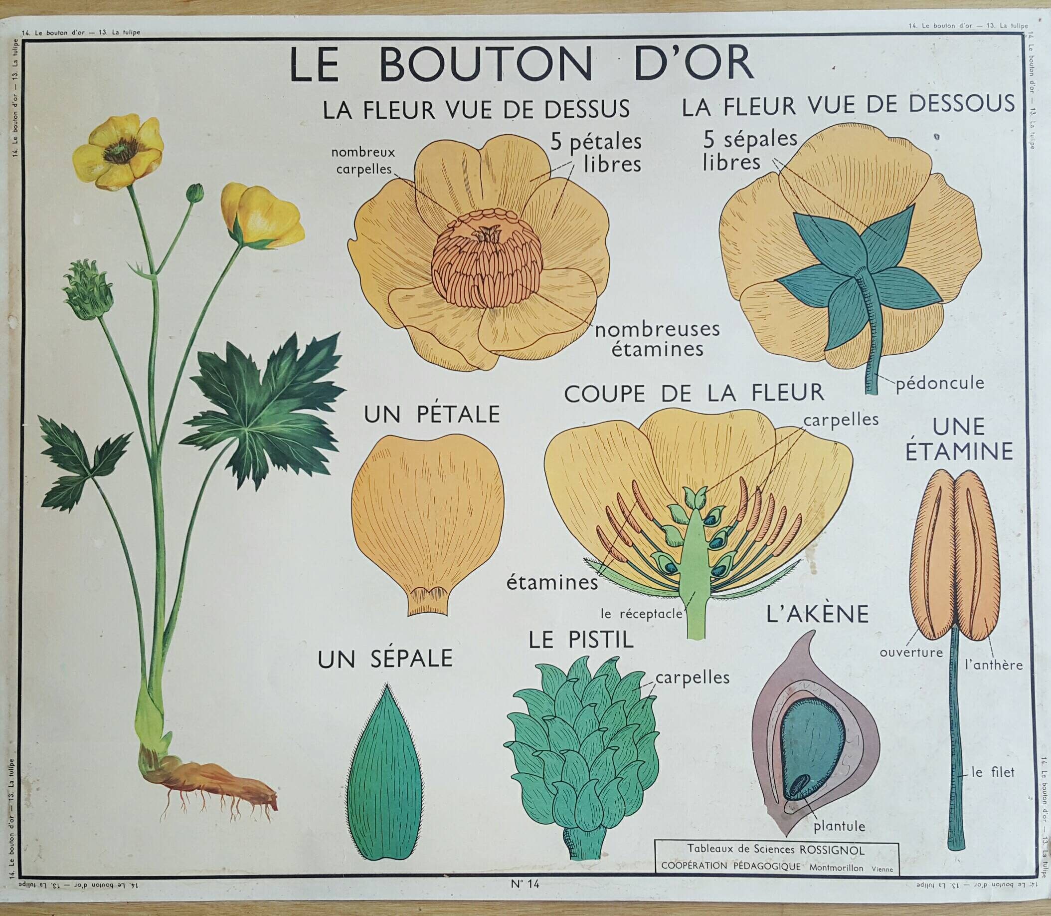 Buttercup/tulip Poster - Etsy