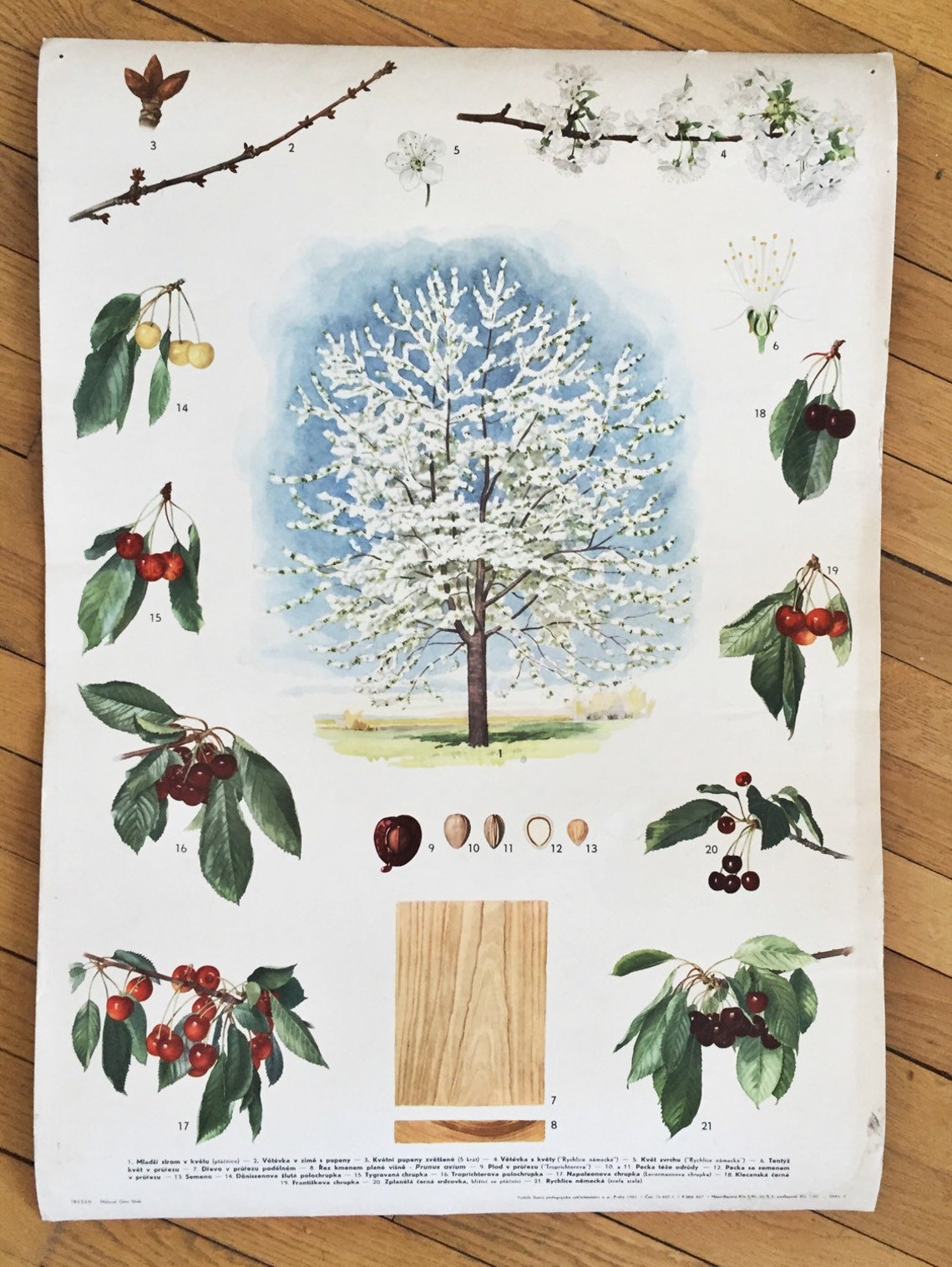 Vintage Botanical Poster of Apple Tree Wall Art - Etsy