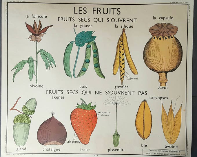 French Vintage Botanical Poster With Seed and Fruit Illustrations - Etsy