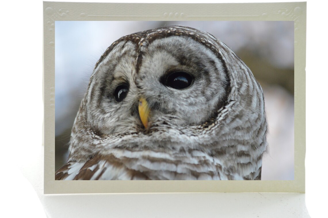 Fine Art Blank Note Cards; Set of 3; Barred Owl; Mounted Art Photos ...