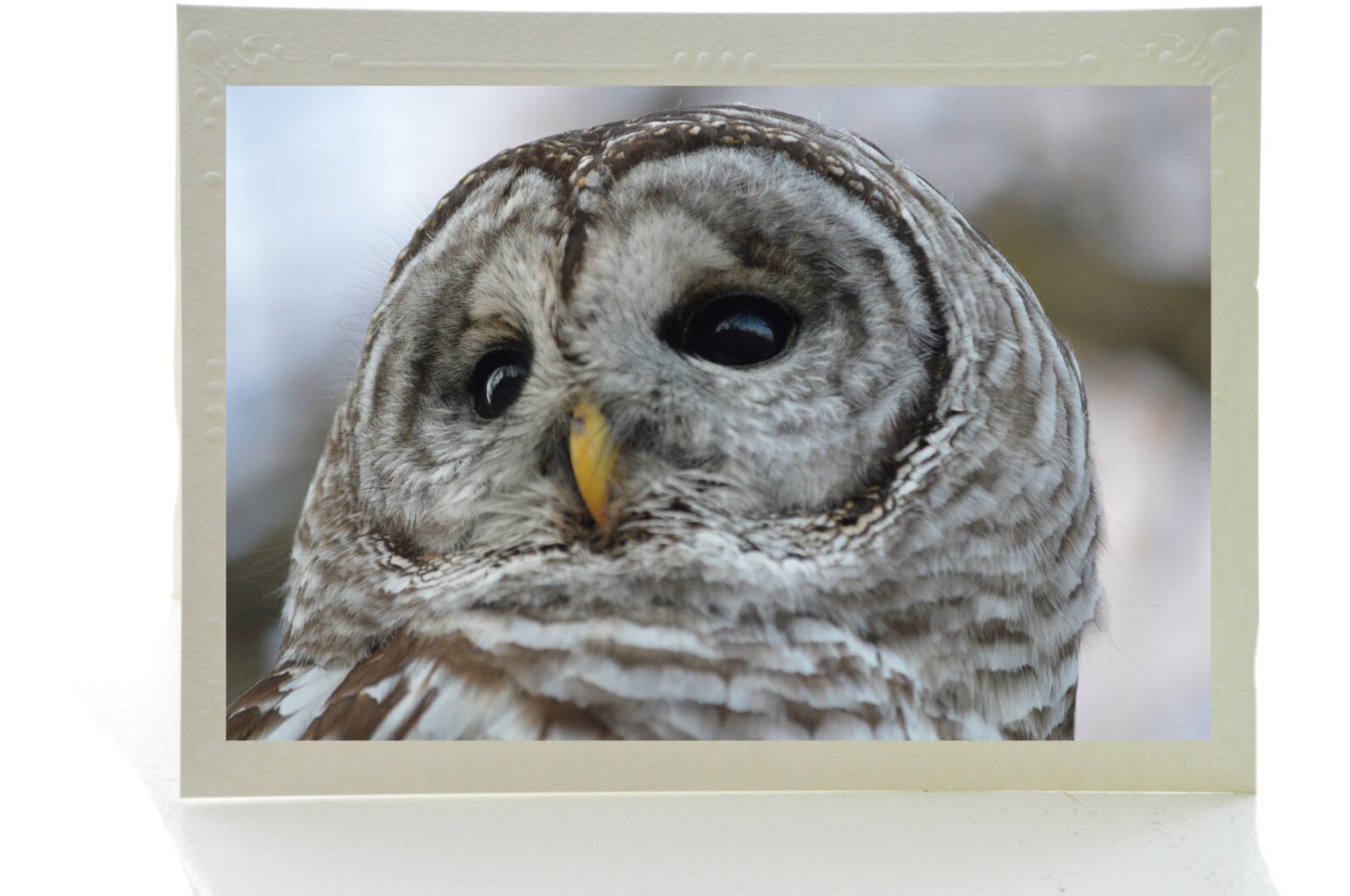 Fine Art Blank Note Cards; Set of 3; Barred Owl; Mounted Art Photos ...