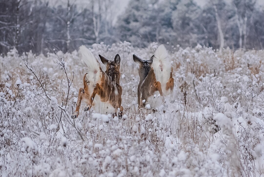 Goodbye; Wildlife; Deer; Nature's Best; Fine Art Photography; Winter ...