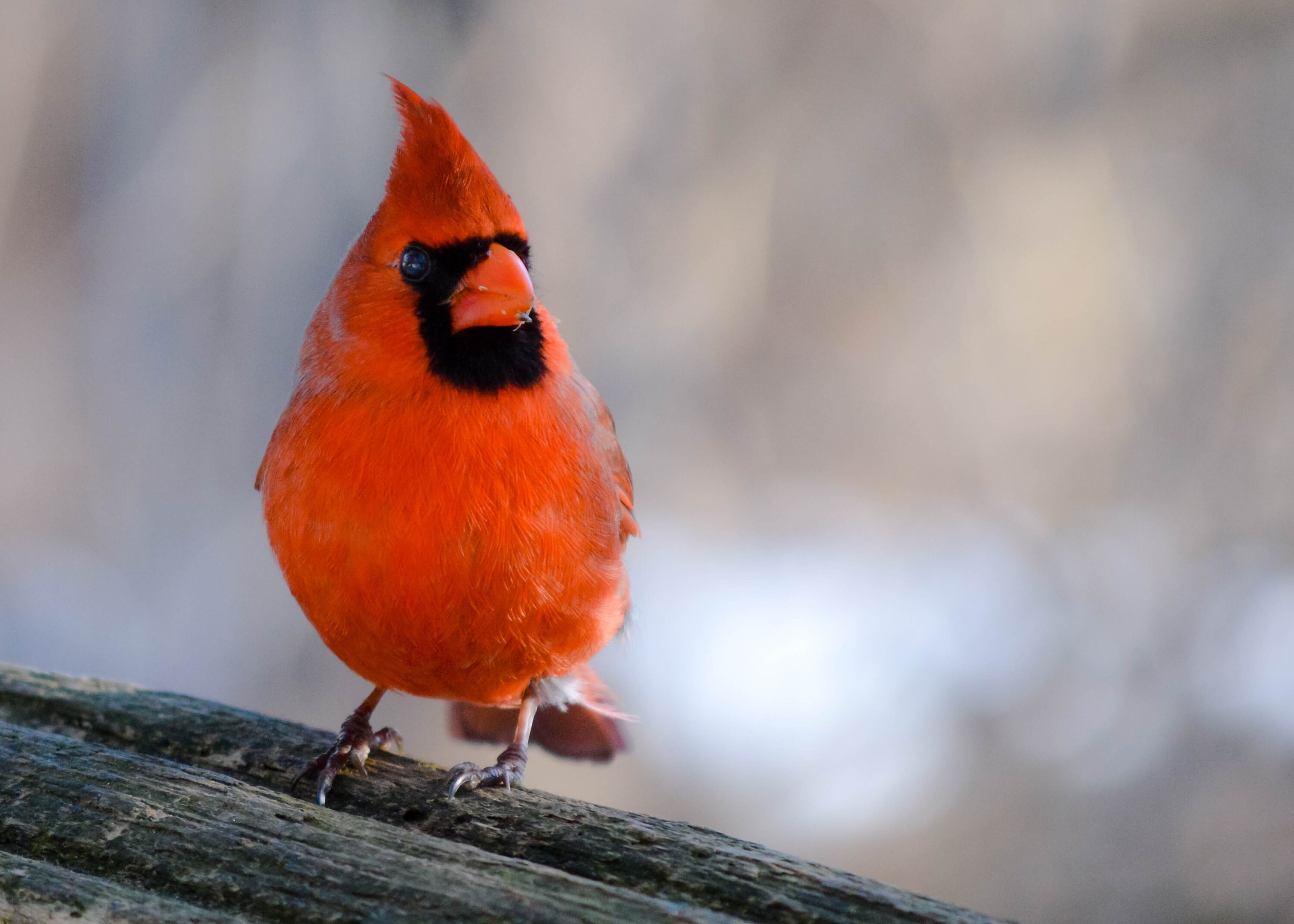 Cardinal Portrait; Wildlife; Red Cardinal; Nature Photography; Red ...