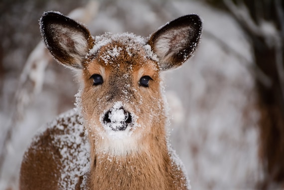 Beautiful Young Doe Winter Scene Wildlife Deer | Etsy