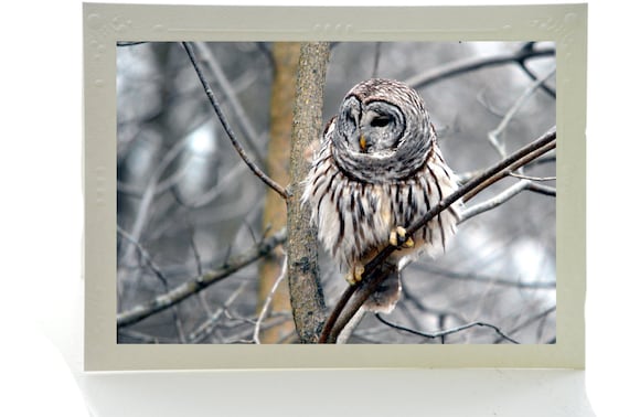 Fine Art Blank Note Cards Set of 3 Barred Owl Mounted Art | Etsy