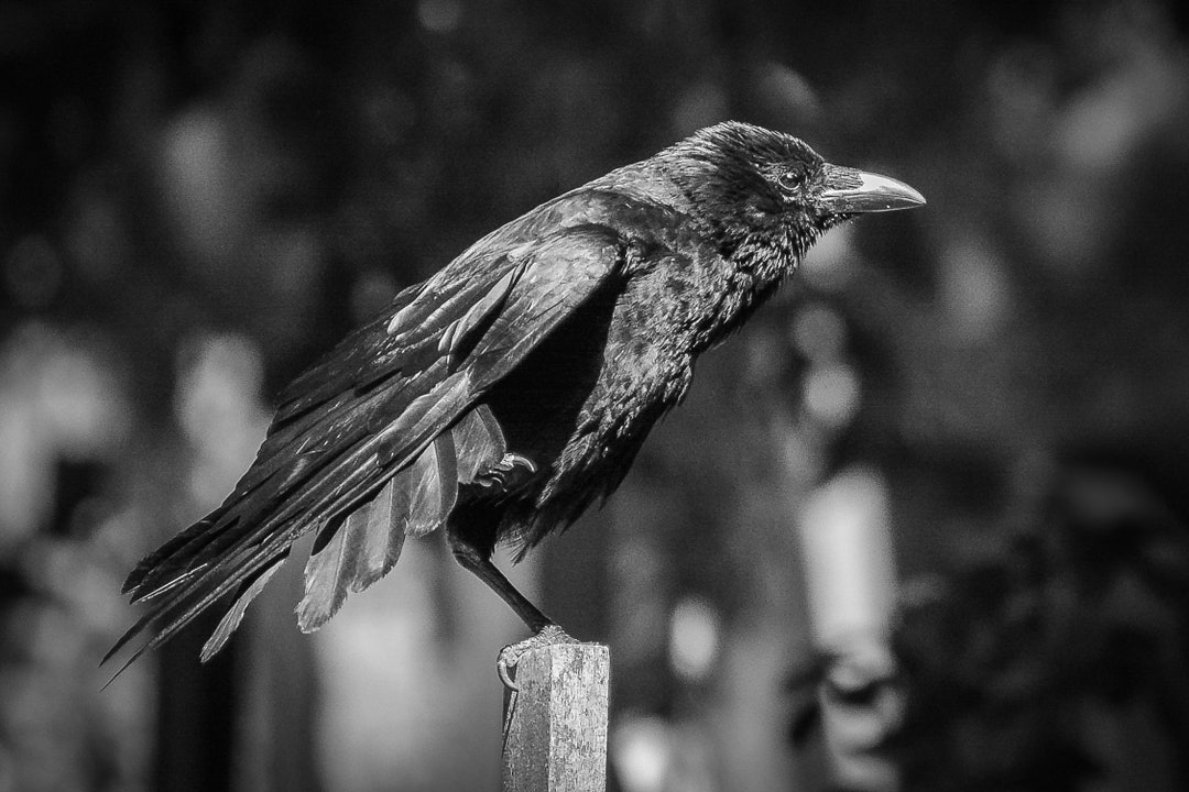 Crow; Gothic Art; Cemetery; Poe; Fine Art Photography; Black and White ...