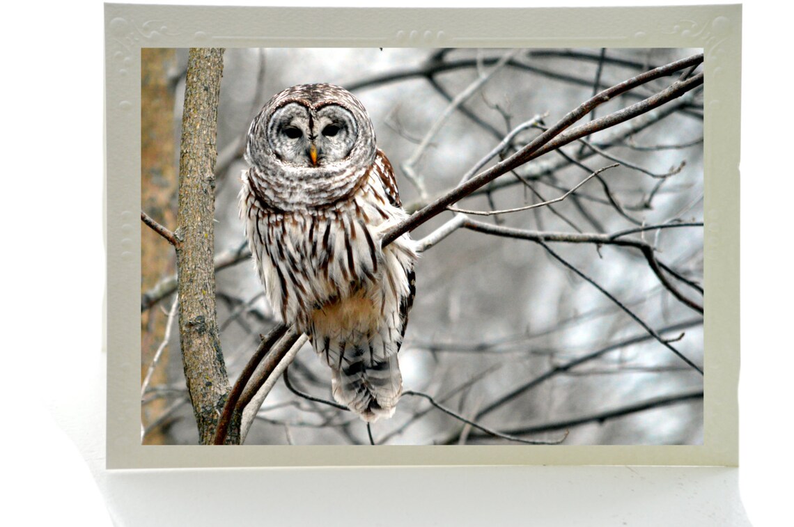 Fine Art Blank Note Cards; Set of 3; Barred Owl; Mounted Art Photos ...