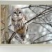 Fine Art Blank Note Cards; Set of 3; Barred Owl; Mounted Art Photos ...