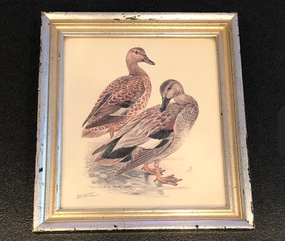 Vintage 1970 2 Duck Print • Schotz Gentle Mallard Print Imported by ...