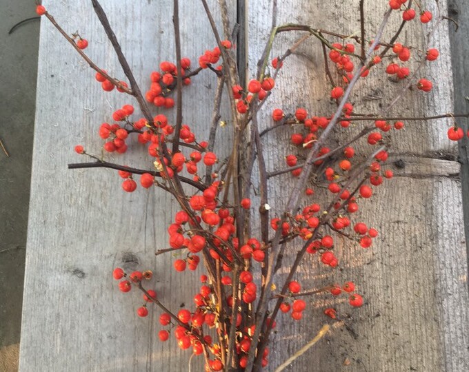 Real Bittersweet. 8-12 Tall 8-10 Stems per Bundle. Used for | Etsy