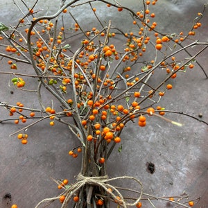 Real Bittersweet. 8-12 Tall, 8-10 Stems per Bundle. Used for Fall ...