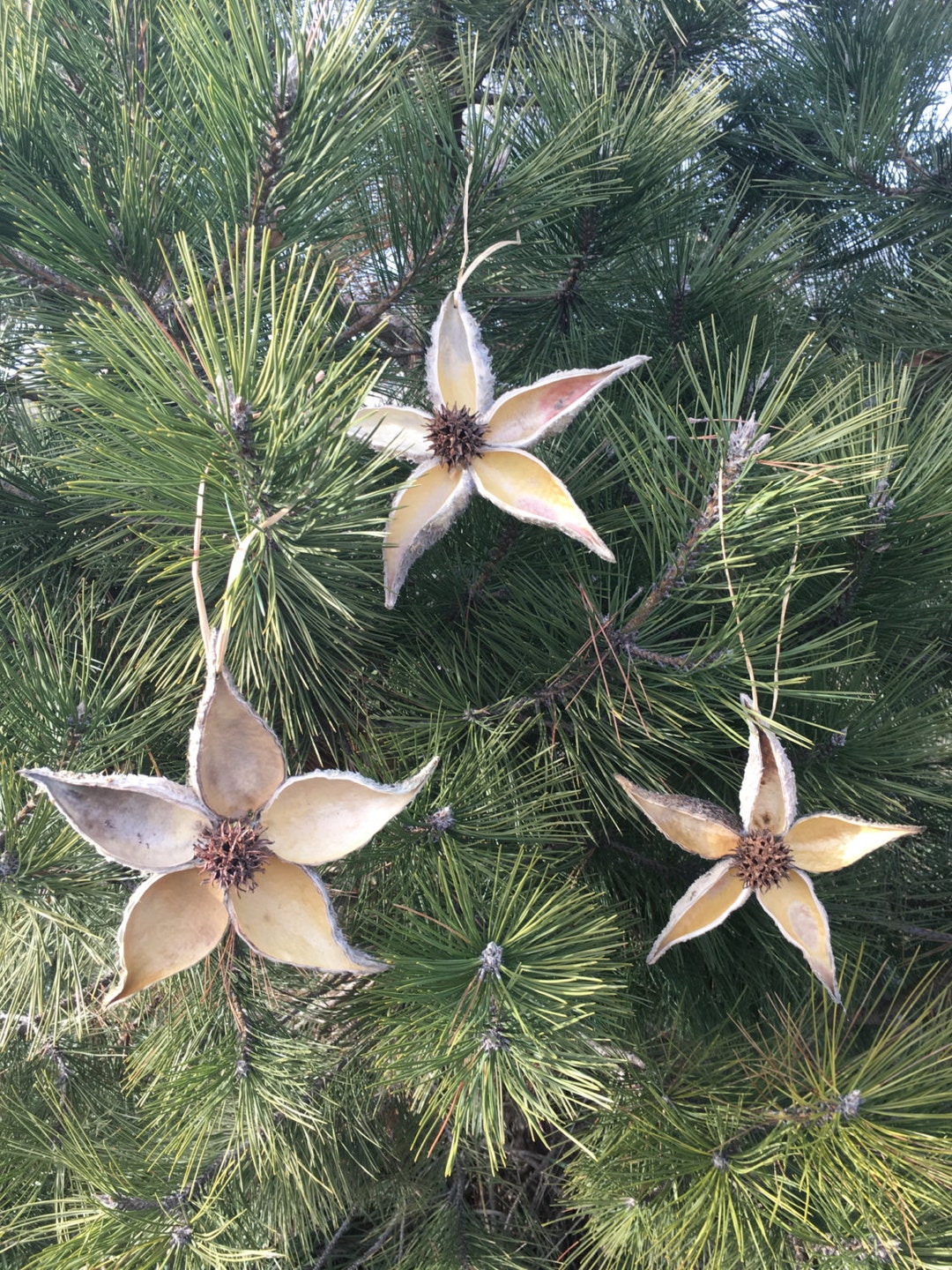Set of Three Milkweed and Sweetgum Flower - Etsy