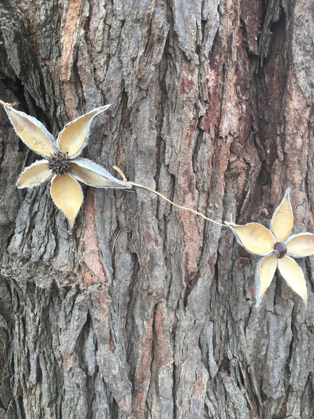 Natural Milkweed and Sweetgum Flower Garland - Etsy
