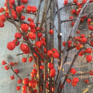 Real Bittersweet. 8-12 Tall, 8-10 Stems per Bundle. Used for Fall ...