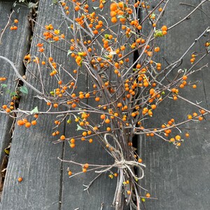 Real Bittersweet. 8-12 Tall, 8-10 Stems per Bundle. Used for Fall ...