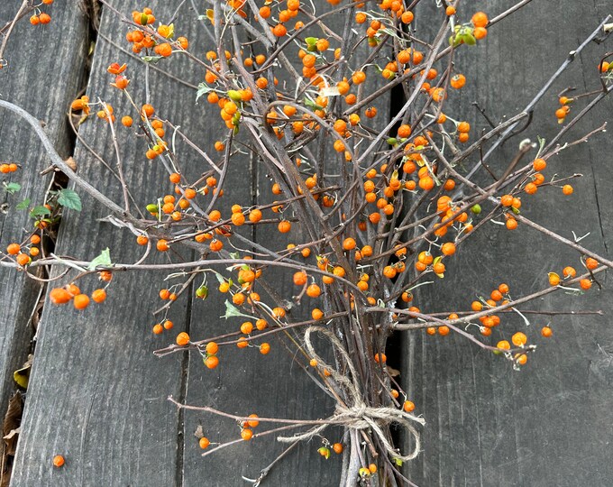 Real Bittersweet. 8-12 Tall, 8-10 Stems per Bundle. Used for Fall ...
