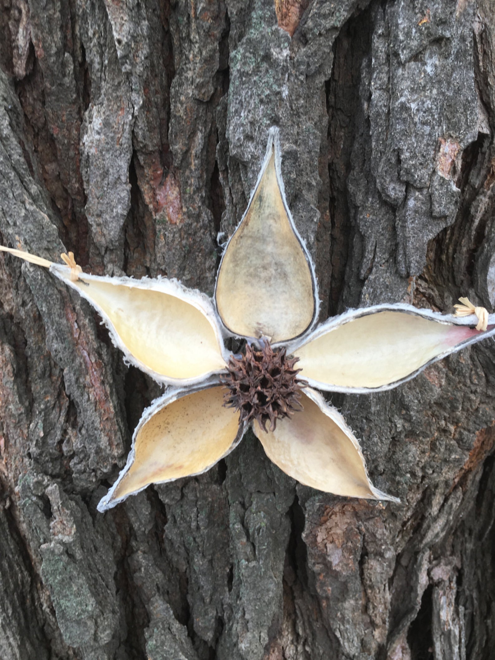 Natural Milkweed and Sweetgum Flower Garland - Etsy