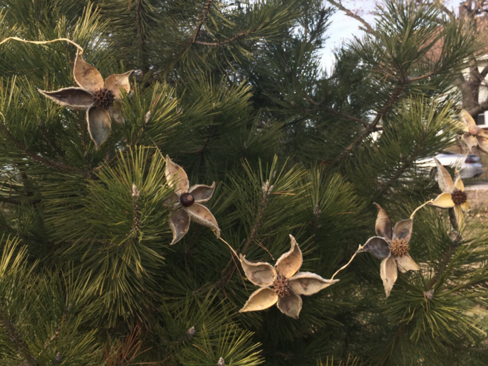 Natural Milkweed and Sweetgum Flower Garland - Etsy