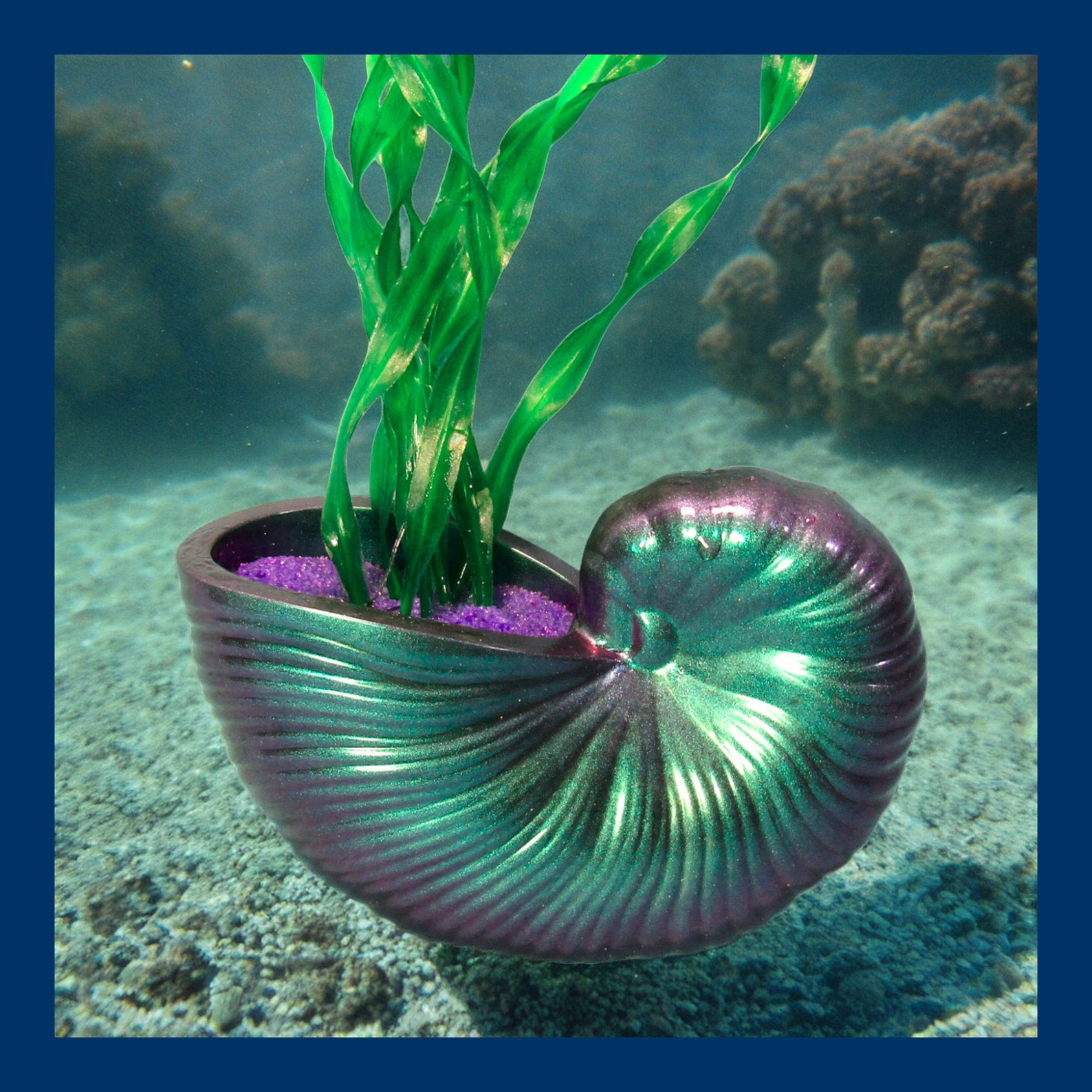 Jumbo Snail Shell Aquarium Decoration With Tall Artificial Plant ...