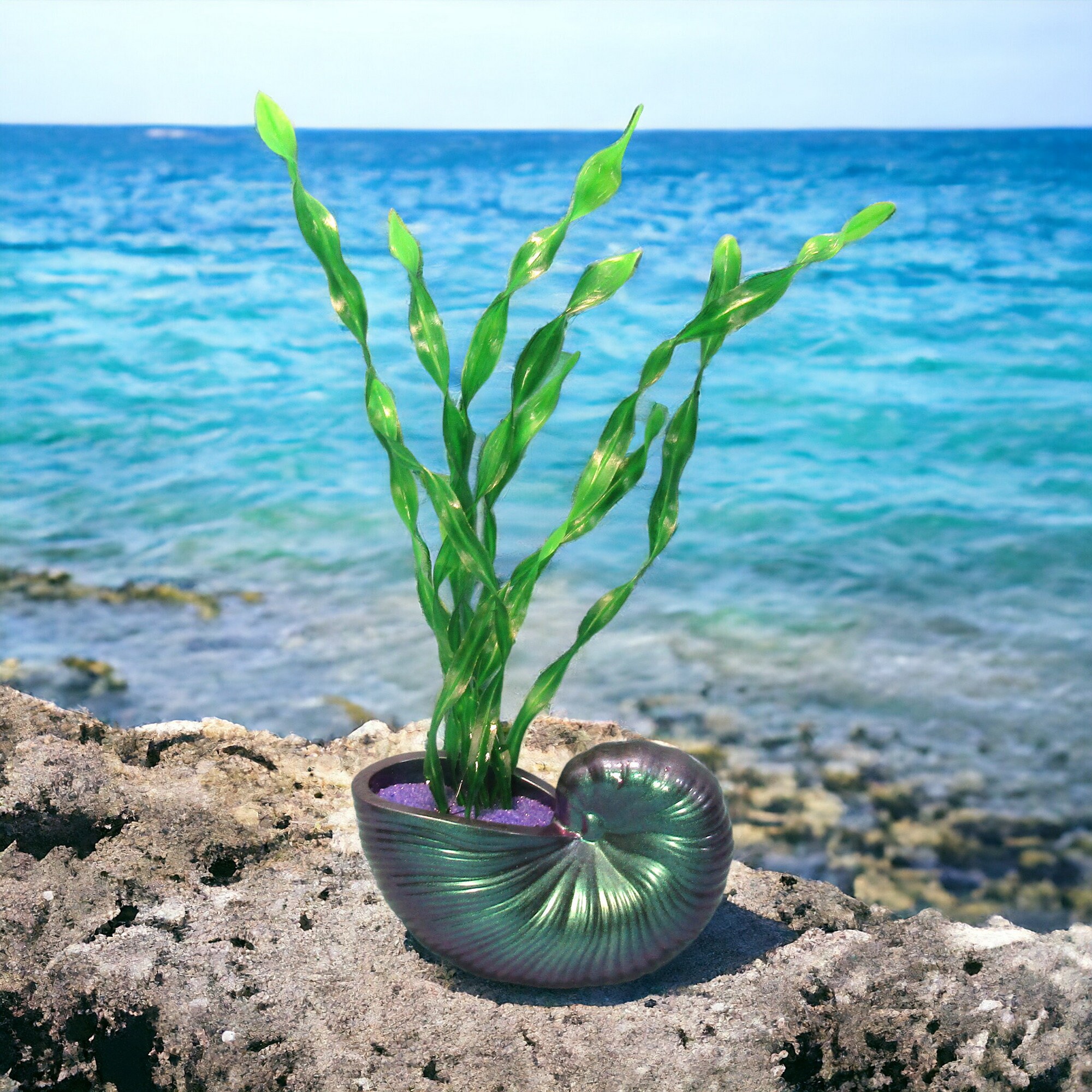 Jumbo Snail Shell Aquarium Decoration. Peacock With Tall Green ...