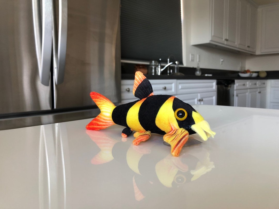 Clown Loach ( Approximately 7 Inch ) - Etsy UK