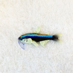 Black Neon Tetras Plushies Set by Greenpleco - Etsy